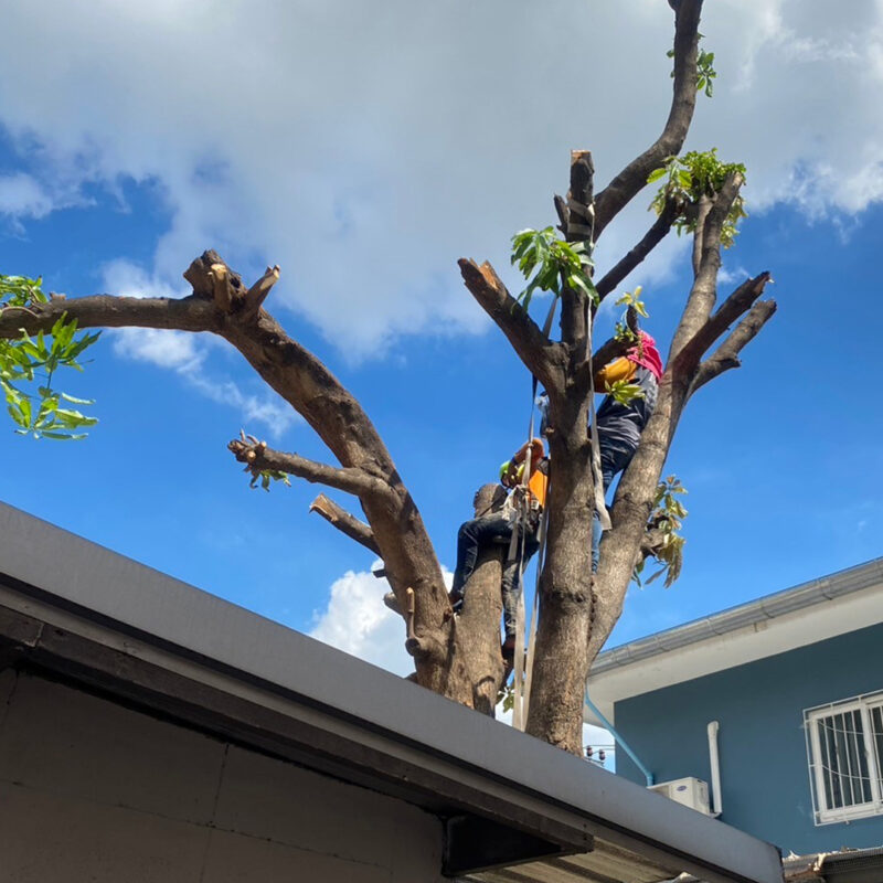 บริการของเรา – tanatchai-garden